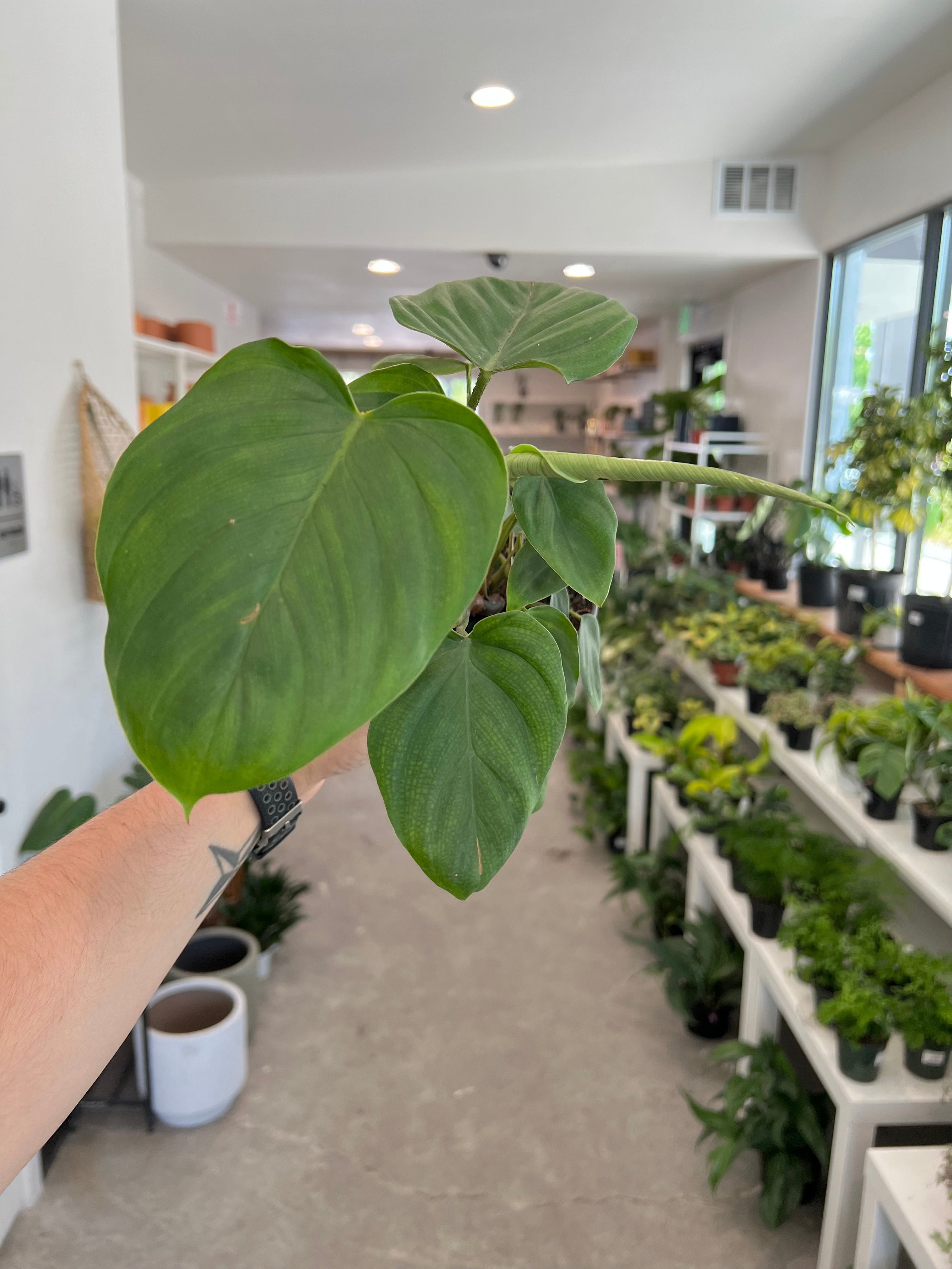 Philodendron 'Fuzzy Petiole' | The Little Plant Shop